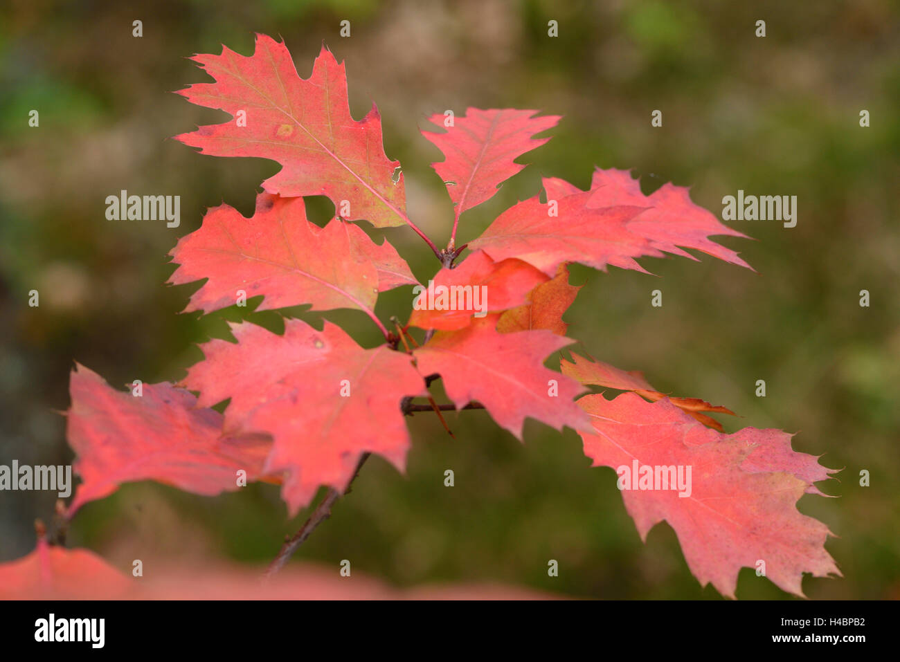 Northern red oak, Quercus rubra, leaves, close-up Stock Photo - Alamy