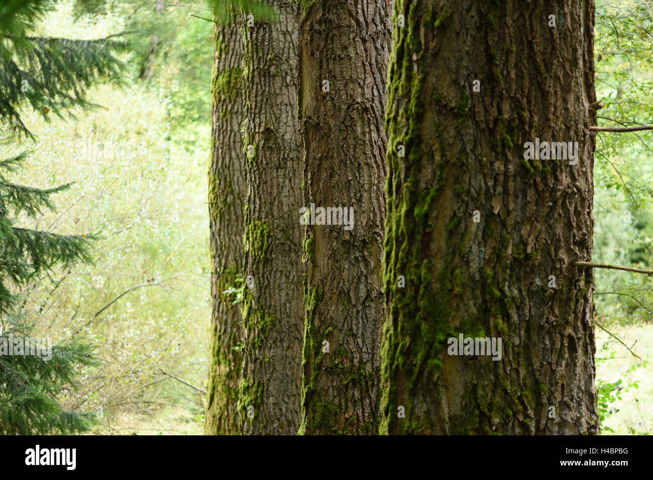 Tree trunks, aspens, Populus tremula, moss-covered Stock Photo - Alamy