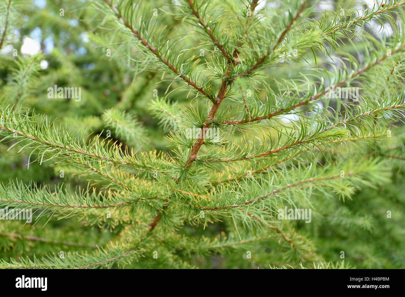 European larch, Larix decidua, needles, close-up Stock Photo - Alamy