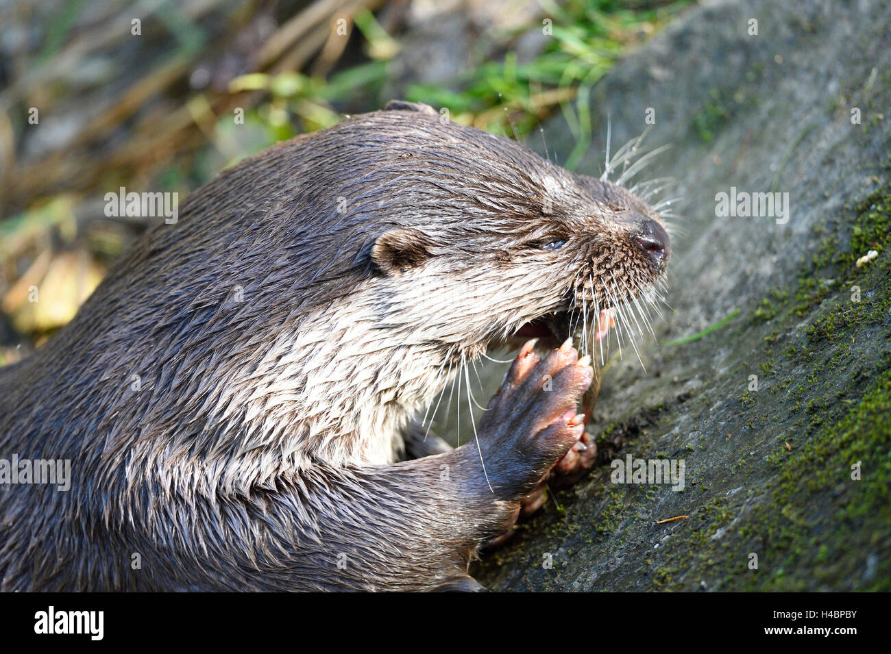 Otter standing up hi-res stock photography and images - Alamy