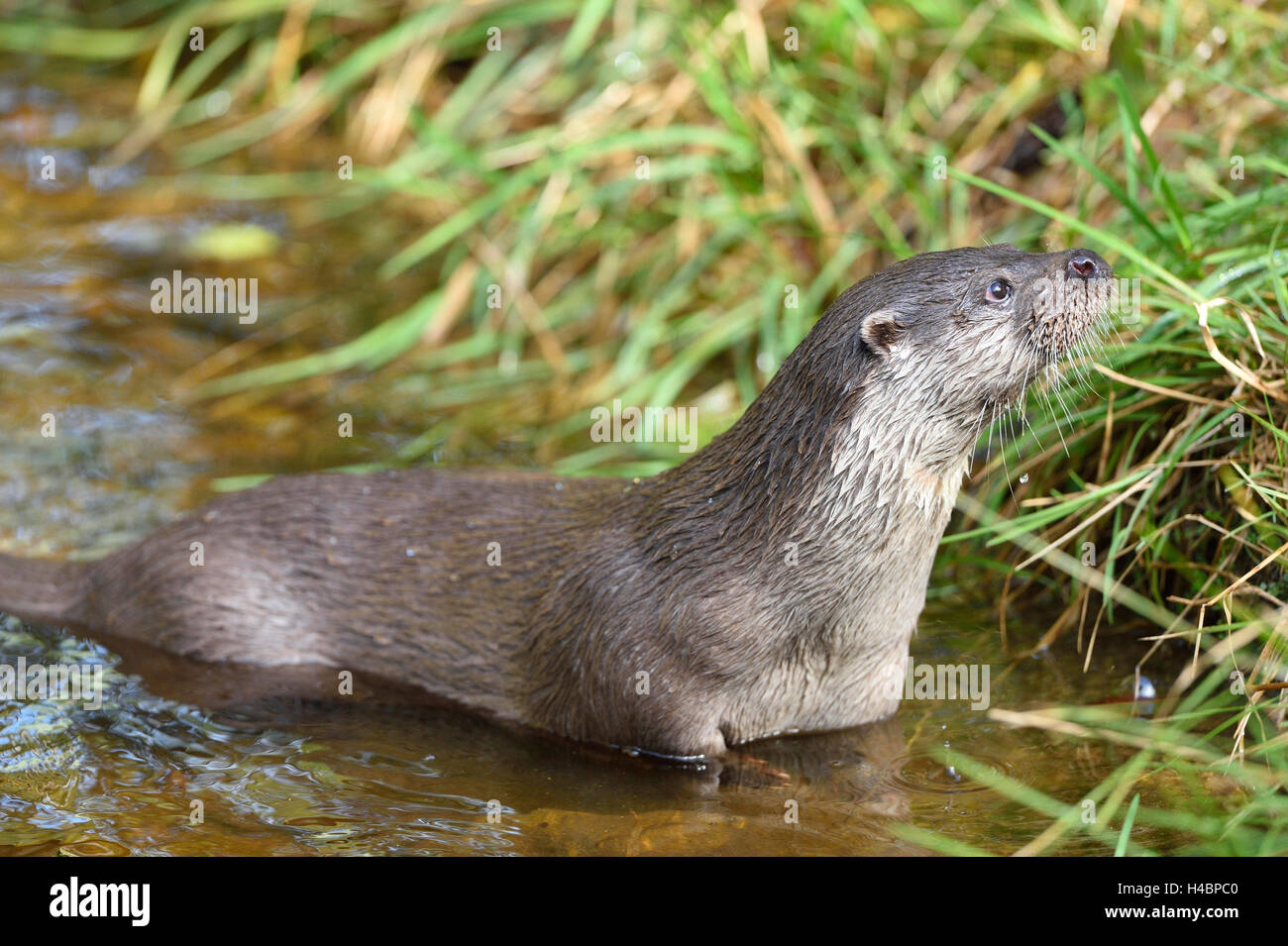 Otter standing up hi-res stock photography and images - Alamy