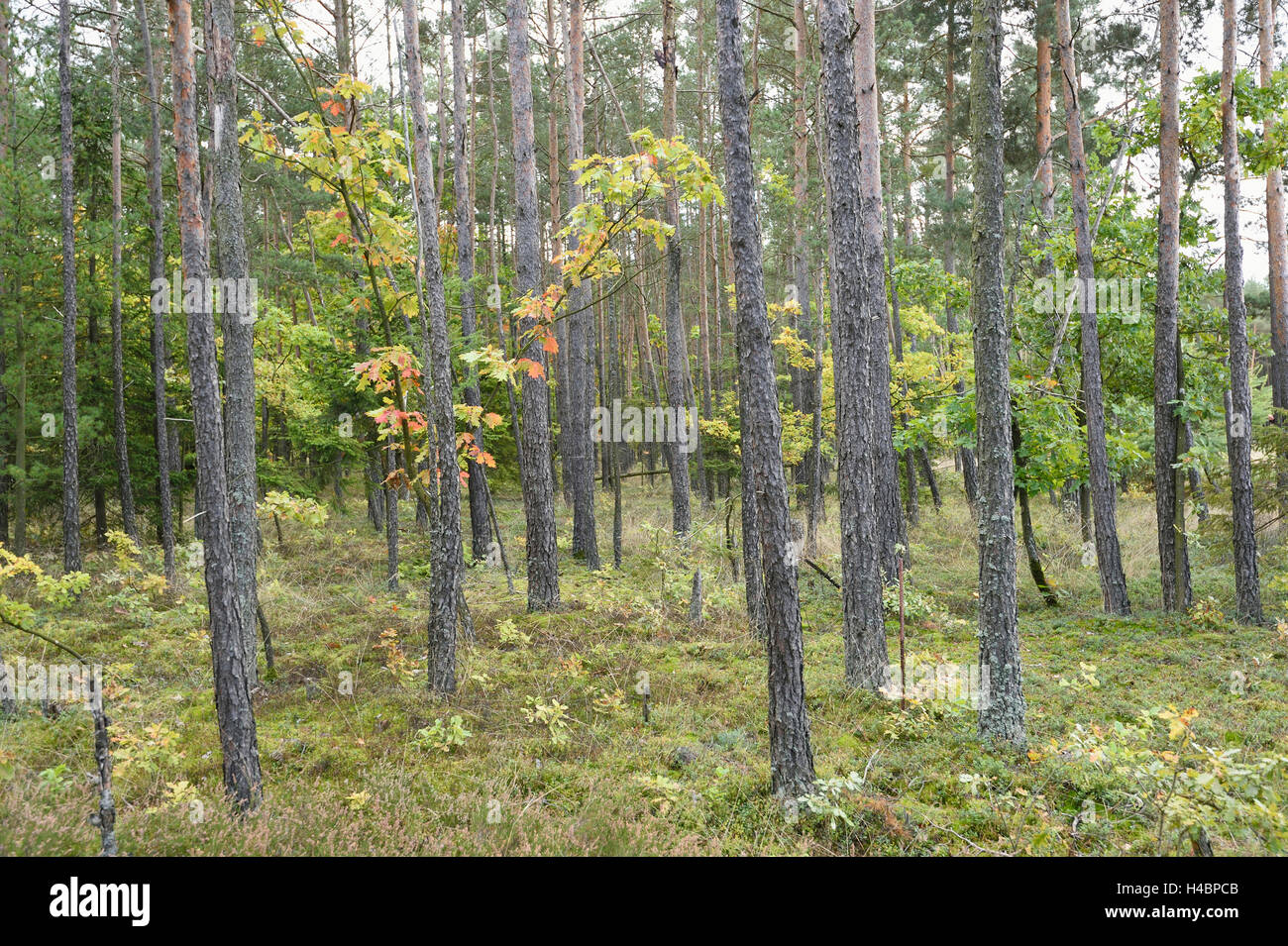 Landscape, pinewood, Pinus sylvestris, cloudy Stock Photo - Alamy