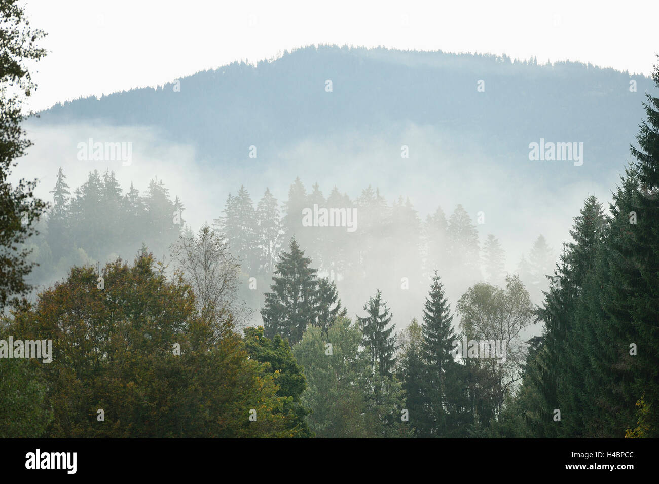 Forest tree tops hi-res stock photography and images - Alamy