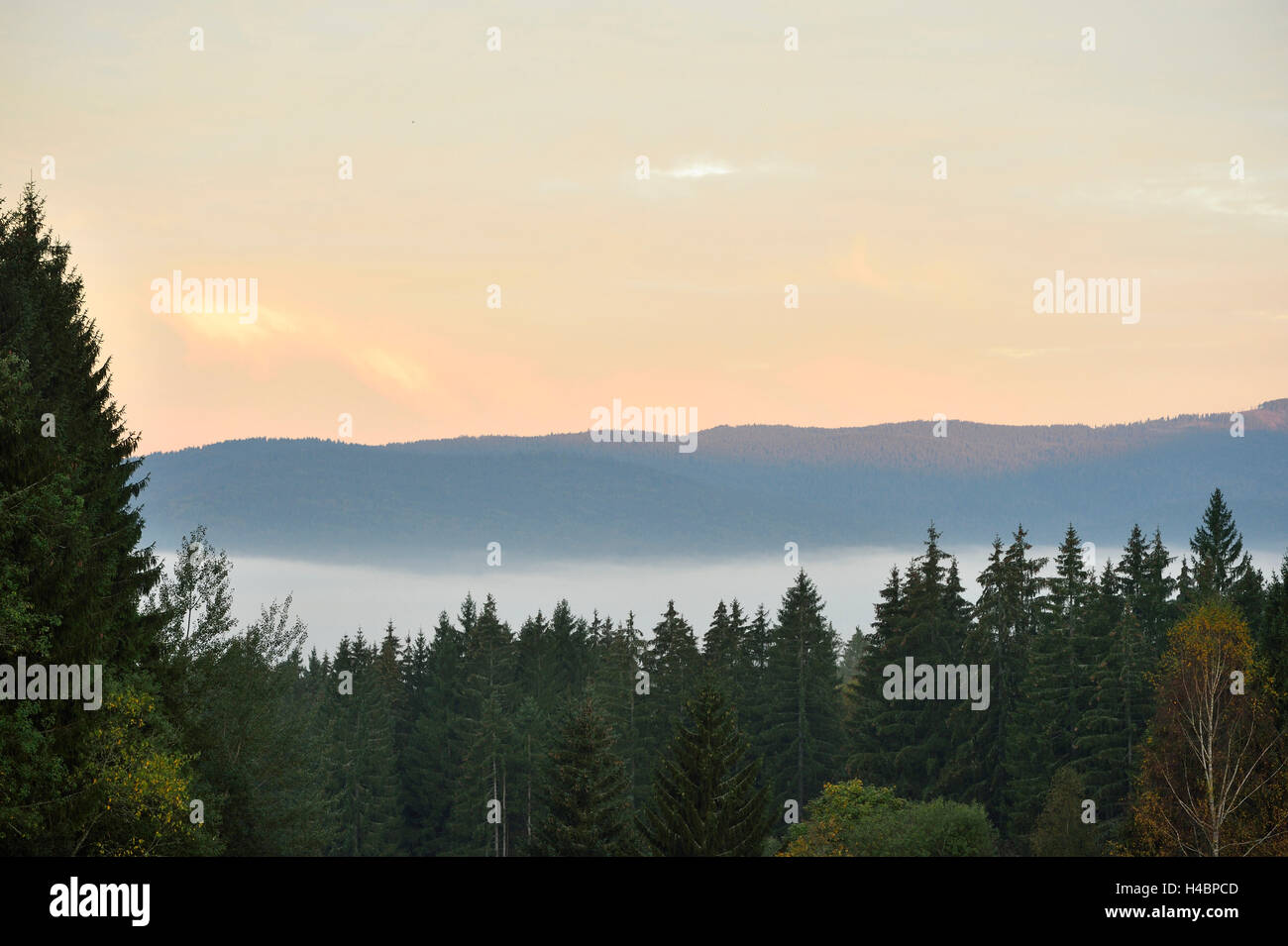 Landscape, mixed forest, tree tops, fog Stock Photo - Alamy