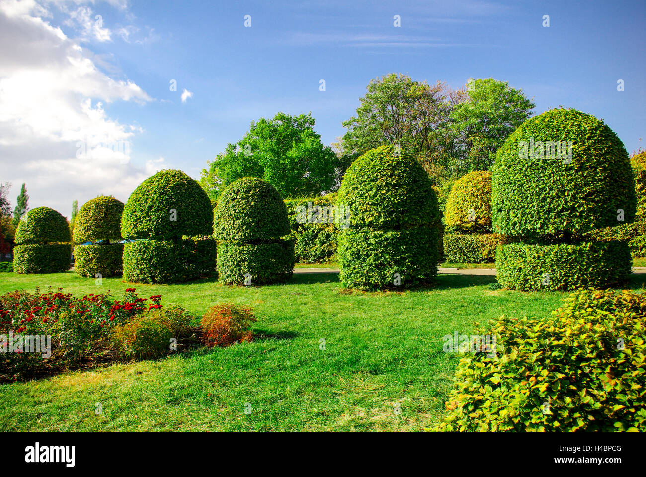 half round shaped green trees in garden Stock Photo - Alamy