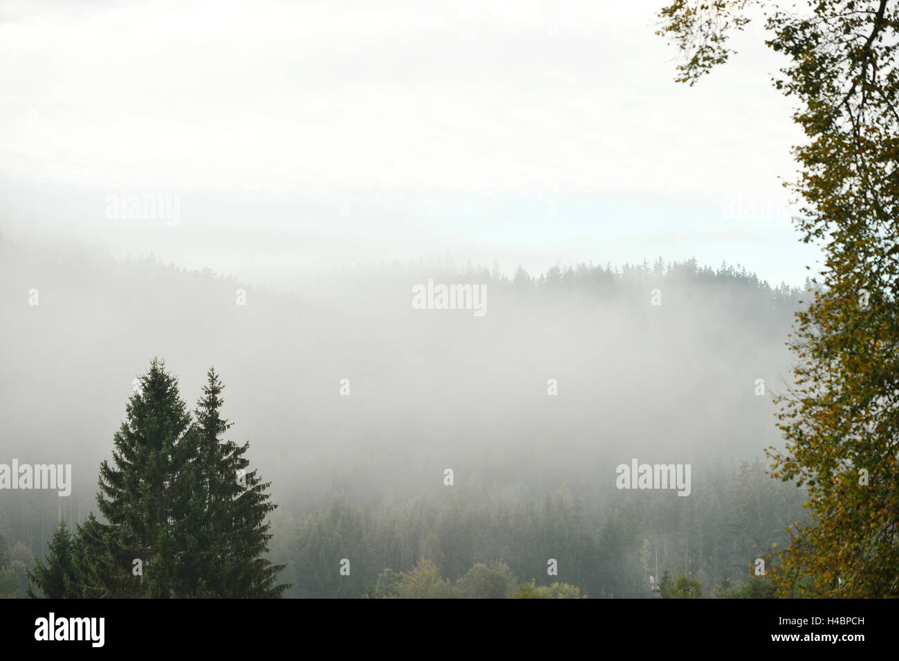 Landscape, mixed forest, tree tops, fog Stock Photo - Alamy