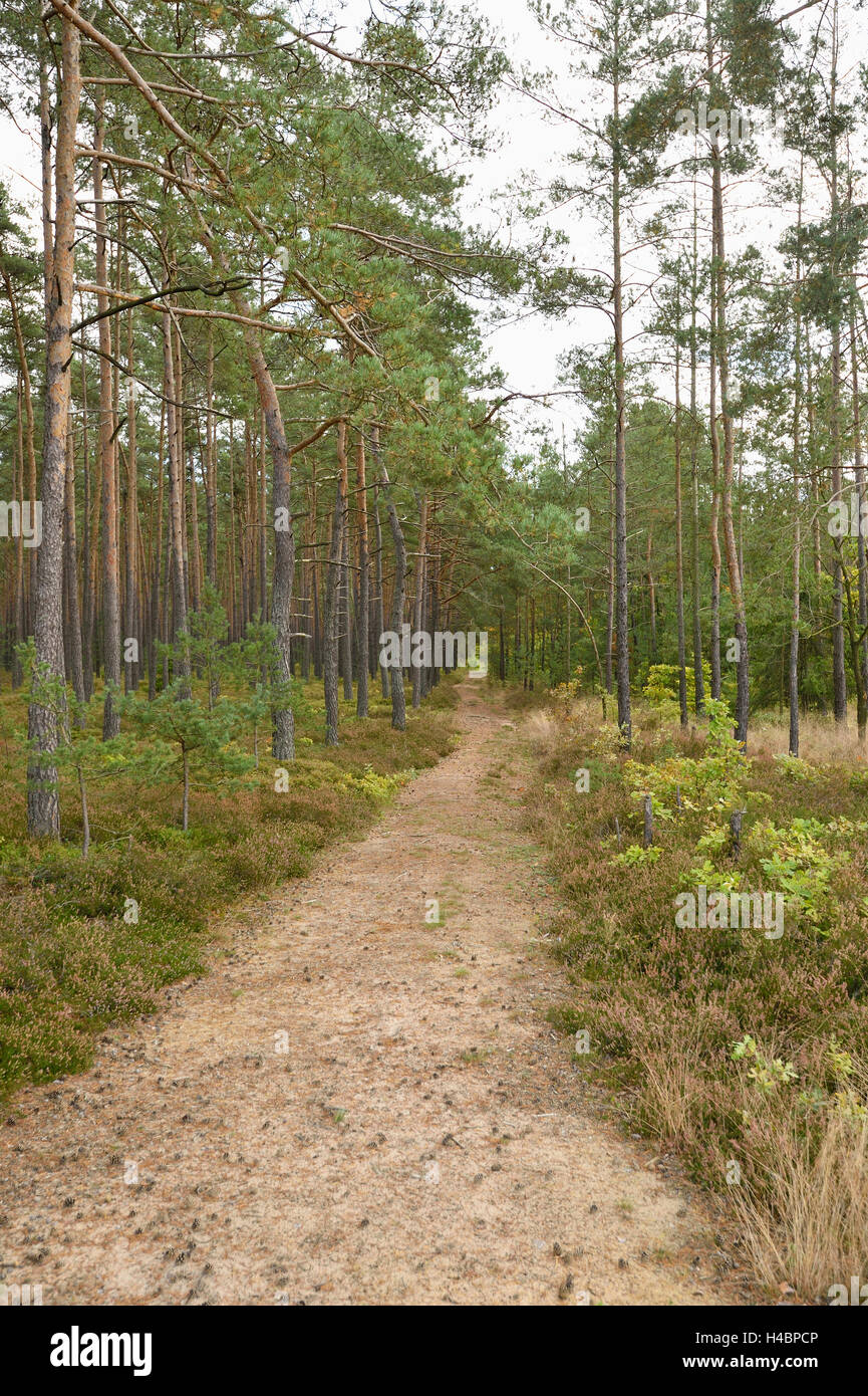 Landscape, forest path, pinewood, Pinus sylvestris, cloudy Stock Photo ...
