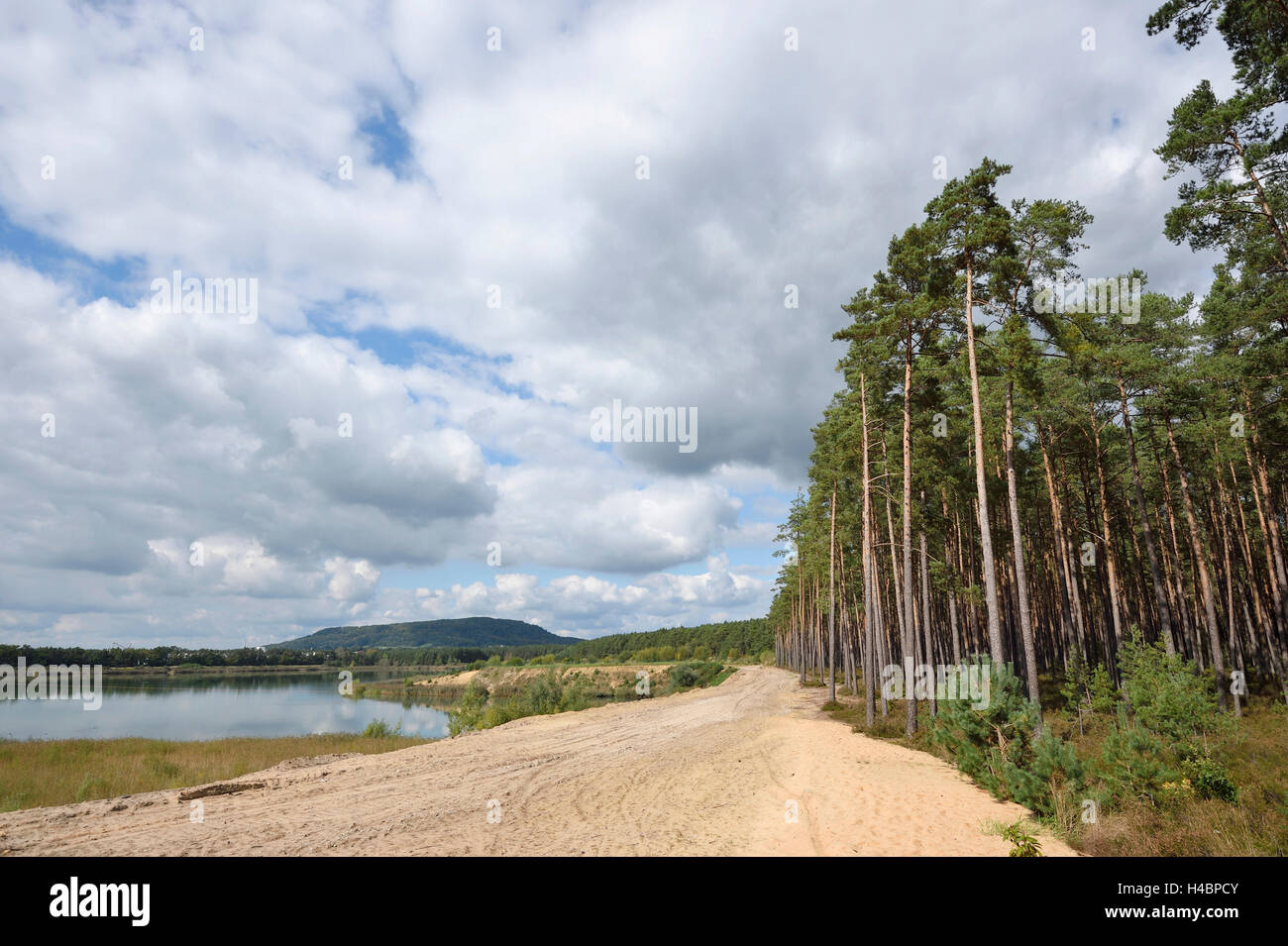 Landscape, path pinewood, Pinus sylvestris, meadow, lake Stock Photo ...