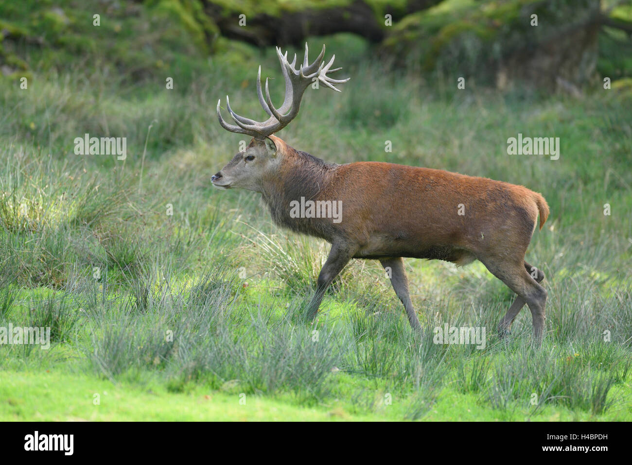 Red deer, Cervus elaphus, deer, edge of the forest, side view, running ...