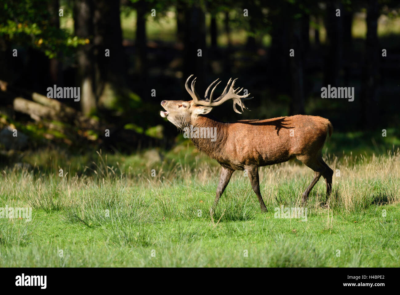Red deer, Cervus elaphus, deer, edge of the forest, side view, running ...