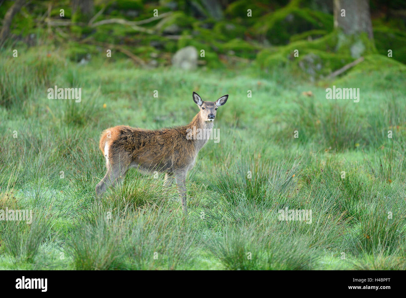 Red deer, Cervus elaphus, hind, edge of the forest, standing, side view ...