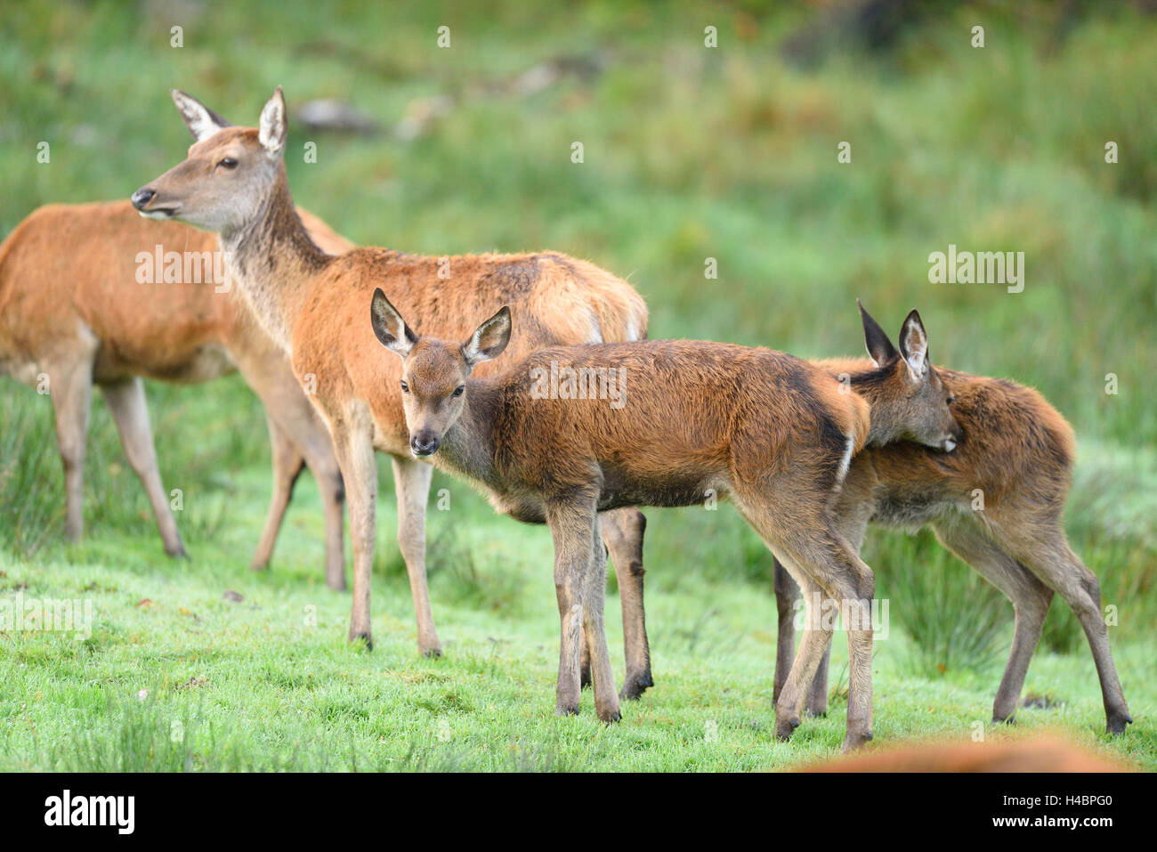 Red deer, Cervus elaphus, hind, calves, meadow, standing, side view ...