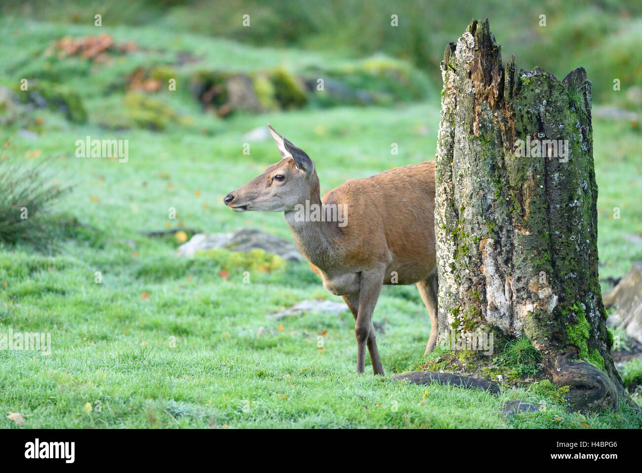 Red deer, Cervus elaphus, hind, edge of the forest, standing, side view ...