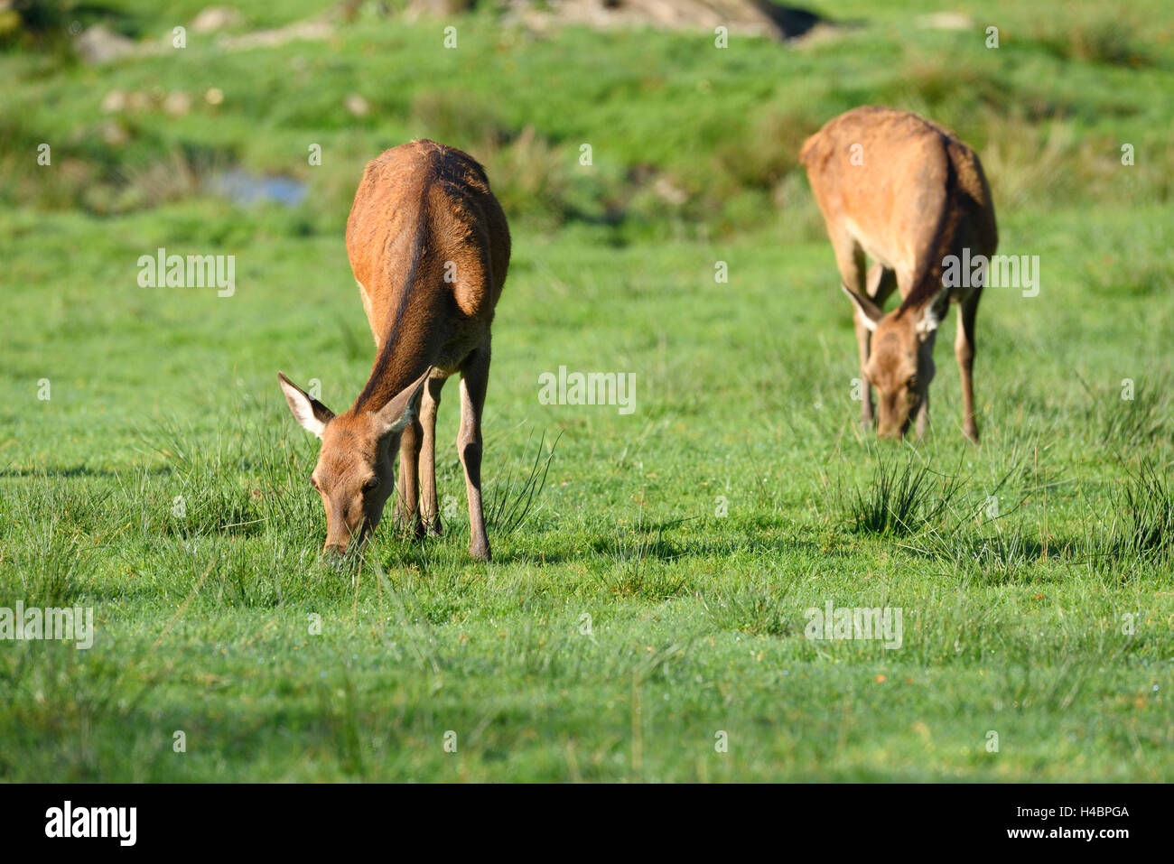 Red deer, Cervus elaphus, hinds, meadow, standing, eating head-on Stock ...