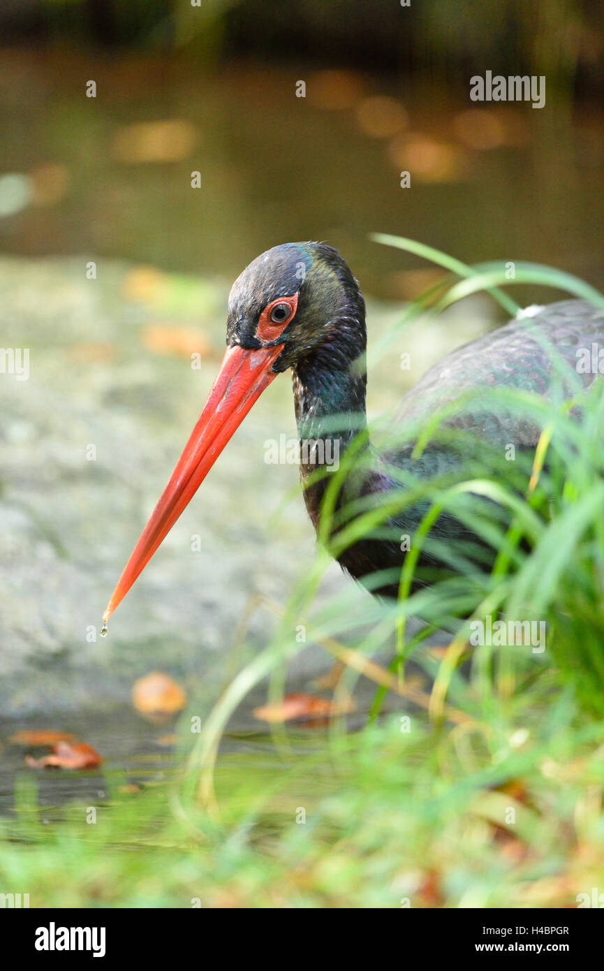 Black stork, Ciconia nigra, shore, standing, side view Stock Photo - Alamy