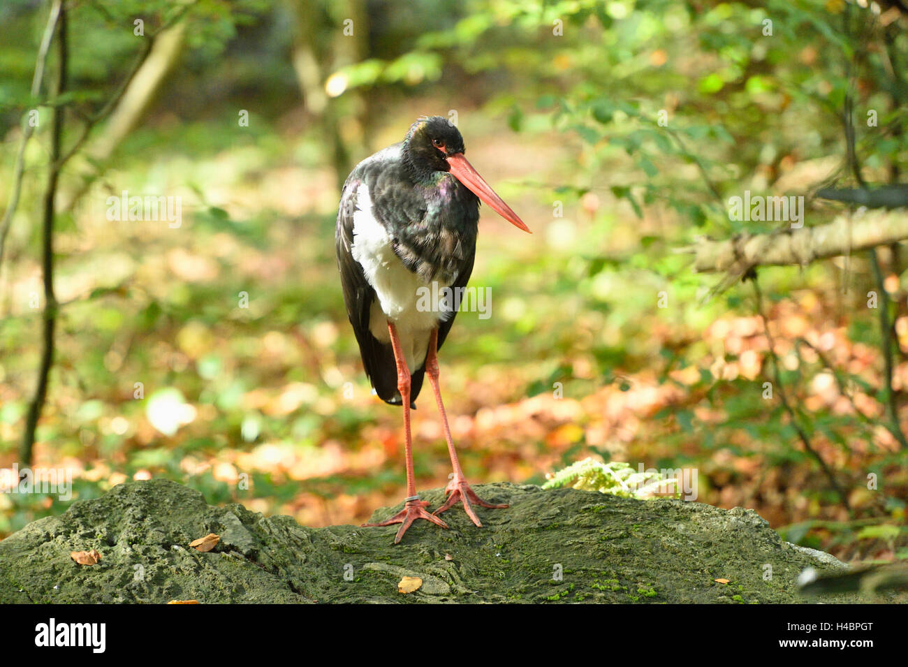 Stork head hi-res stock photography and images - Alamy