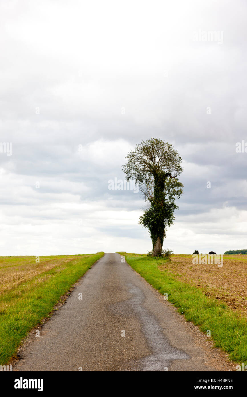 Country lane with tree hi-res stock photography and images - Alamy