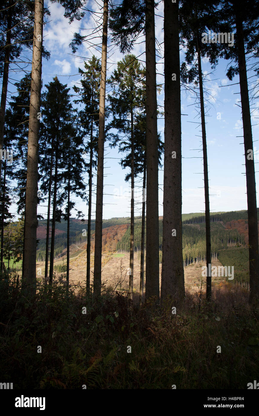 Spruce view hi-res stock photography and images - Alamy