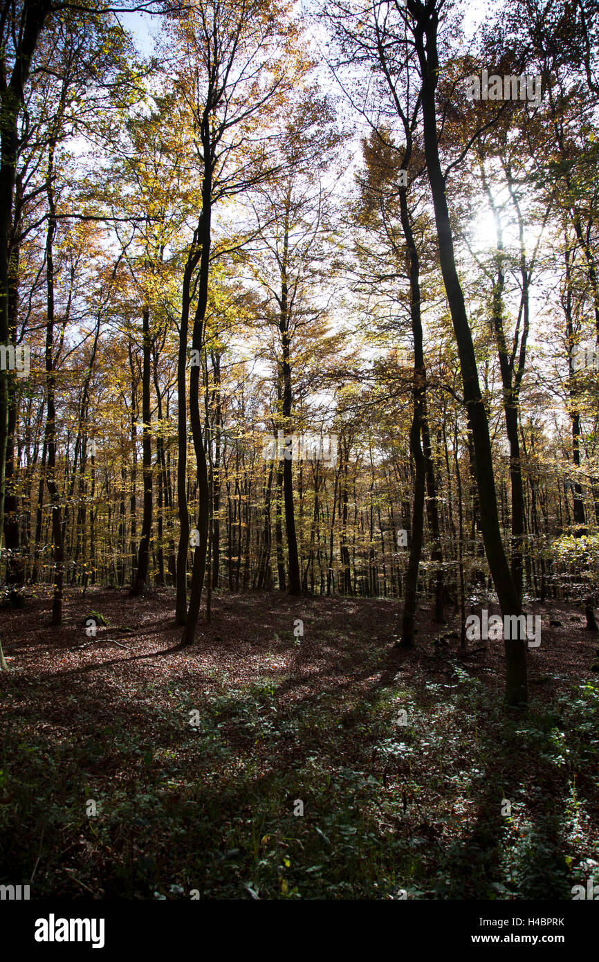 Beech grove in autumn Stock Photo - Alamy