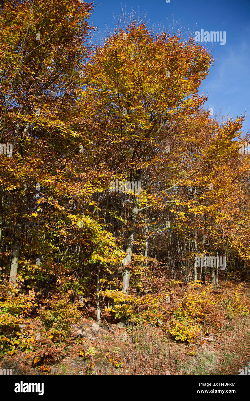 Beech grove in autumn Stock Photo - Alamy