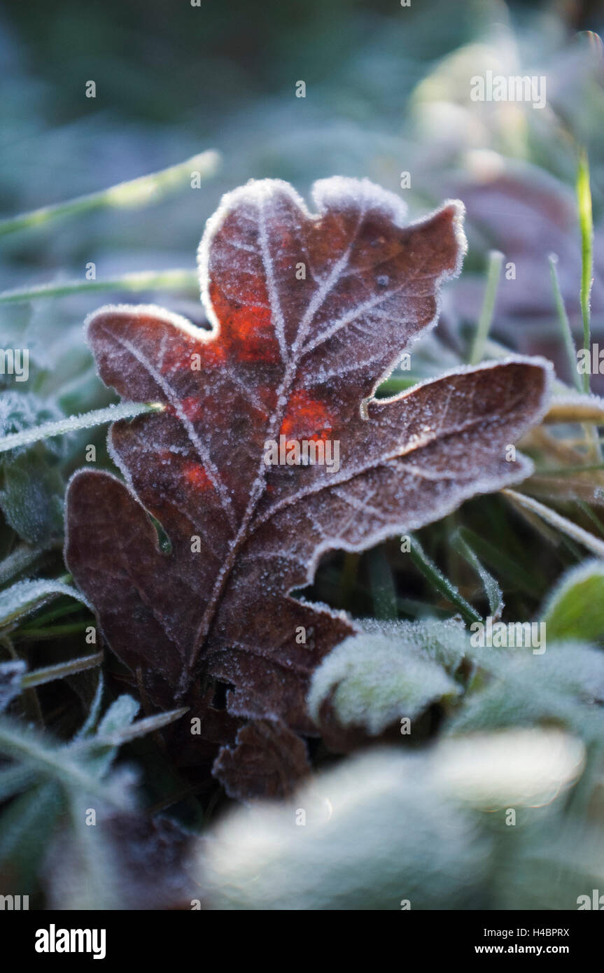 Leaf in the frost hi-res stock photography and images - Alamy