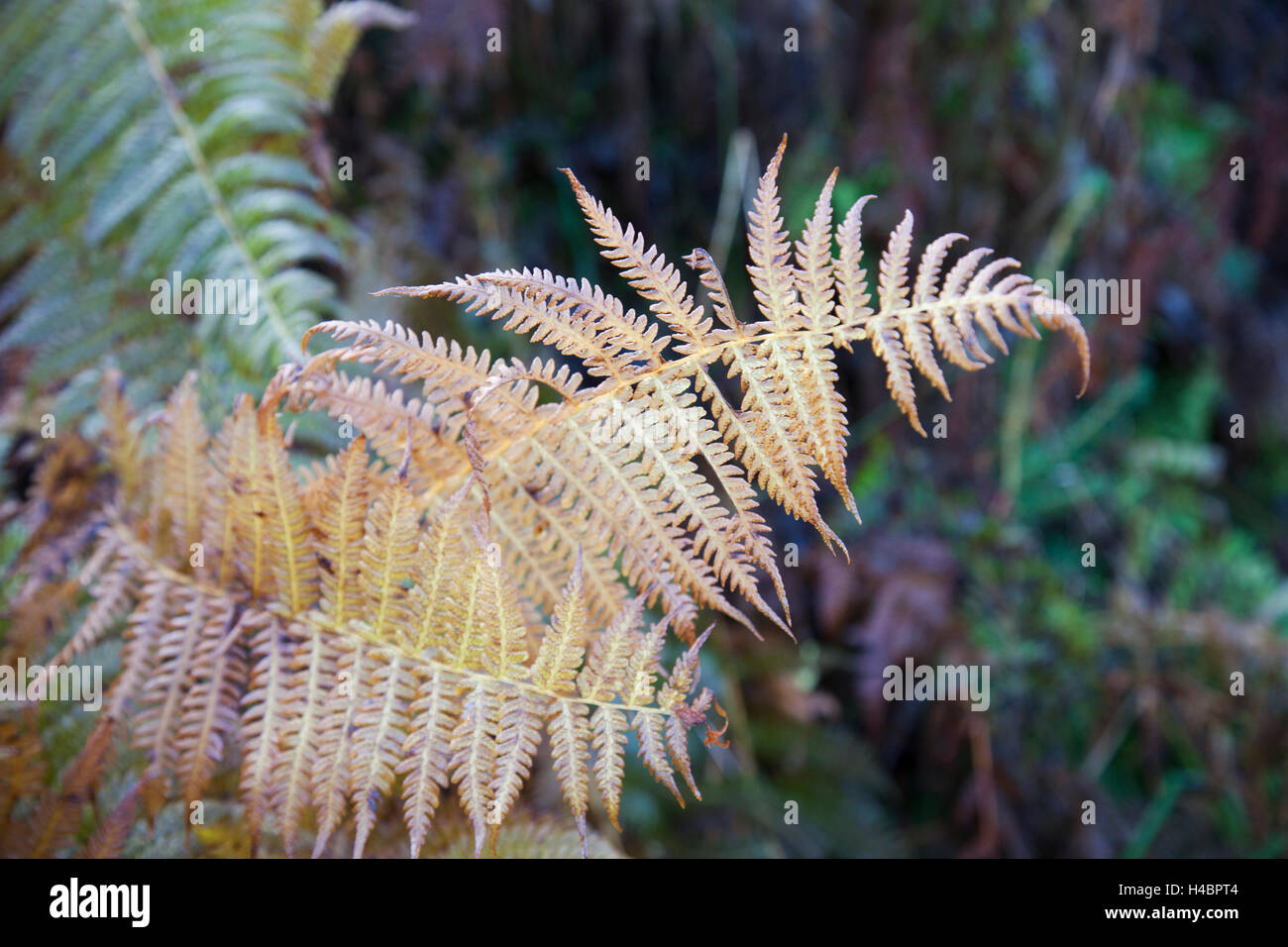 Fern, autumn colouring Stock Photo - Alamy