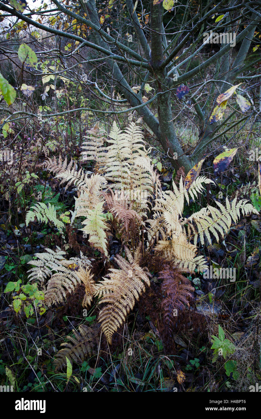 Fern, autumn colouring Stock Photo - Alamy