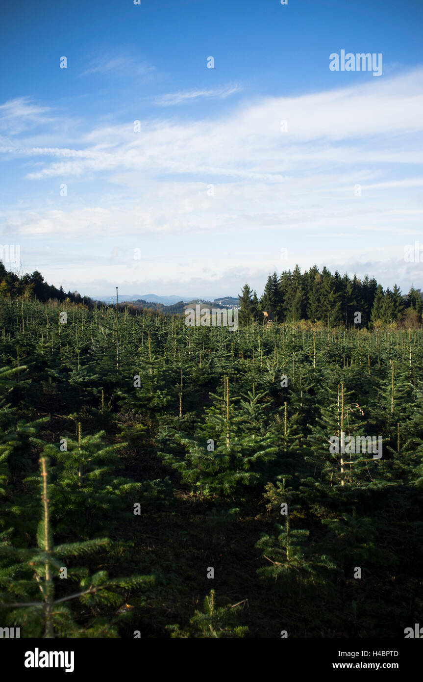Tree plantation background hi-res stock photography and images - Alamy