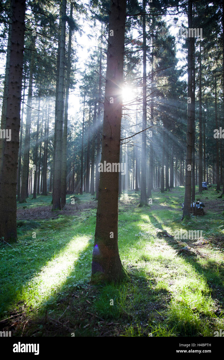 Rays sunlight in spruce forest hi-res stock photography and images - Alamy