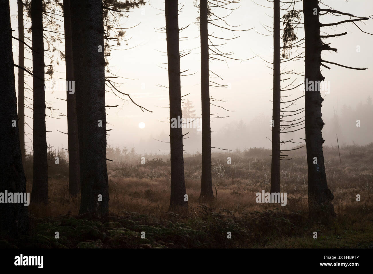 Spruce forest and clearing in early morning fog Stock Photo - Alamy