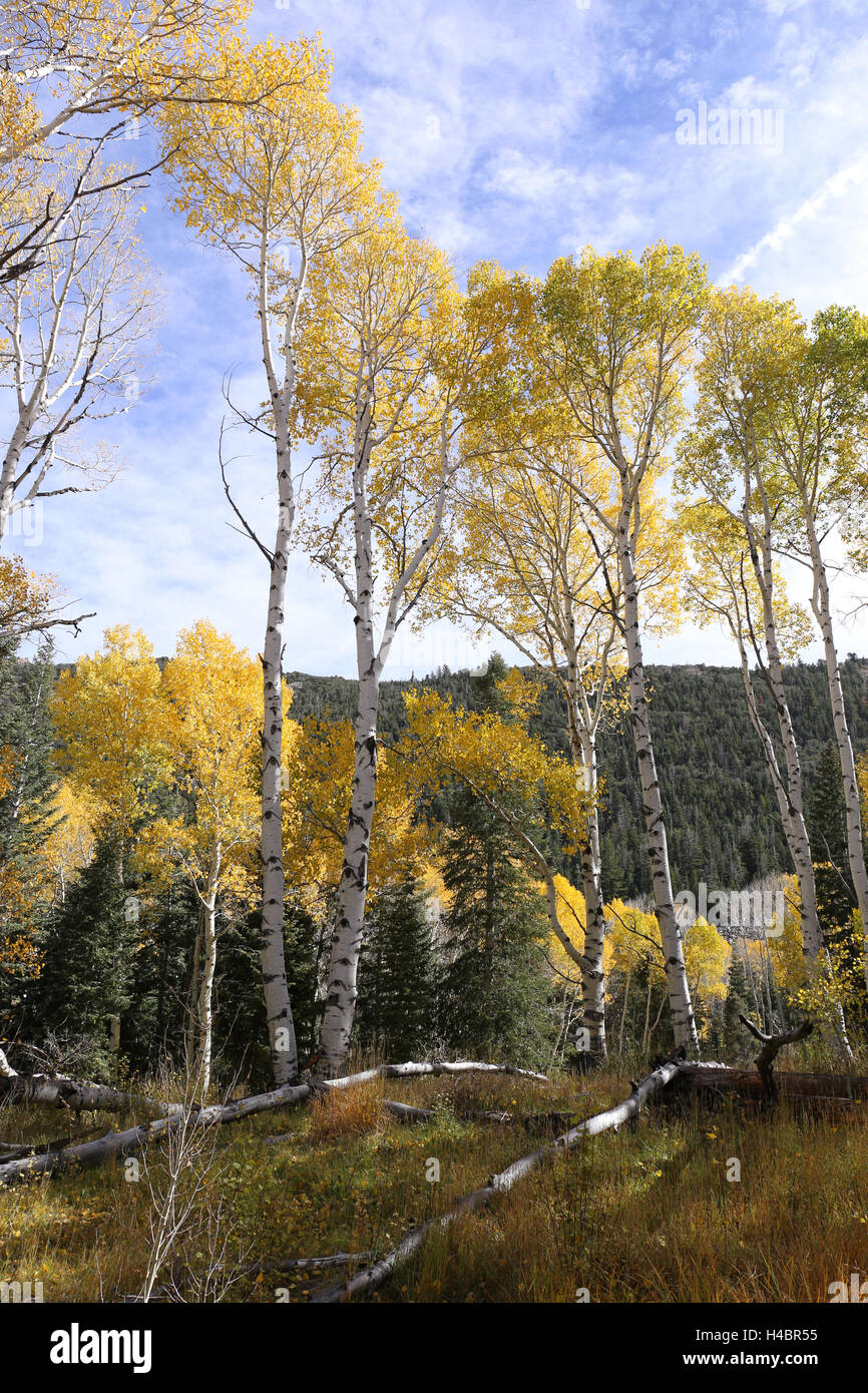 Fall birch trees hi-res stock photography and images - Alamy