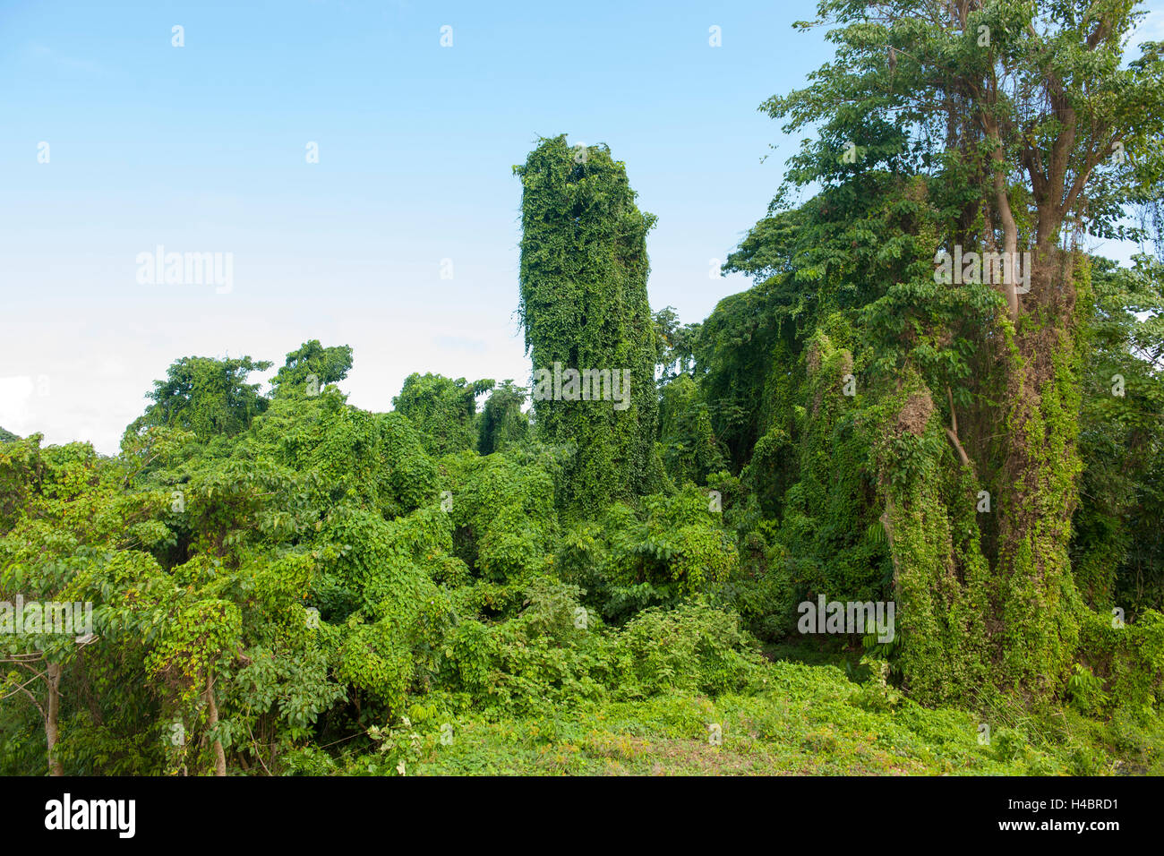 The Dominican Republic, the east, scenery near the village tablespoon ...