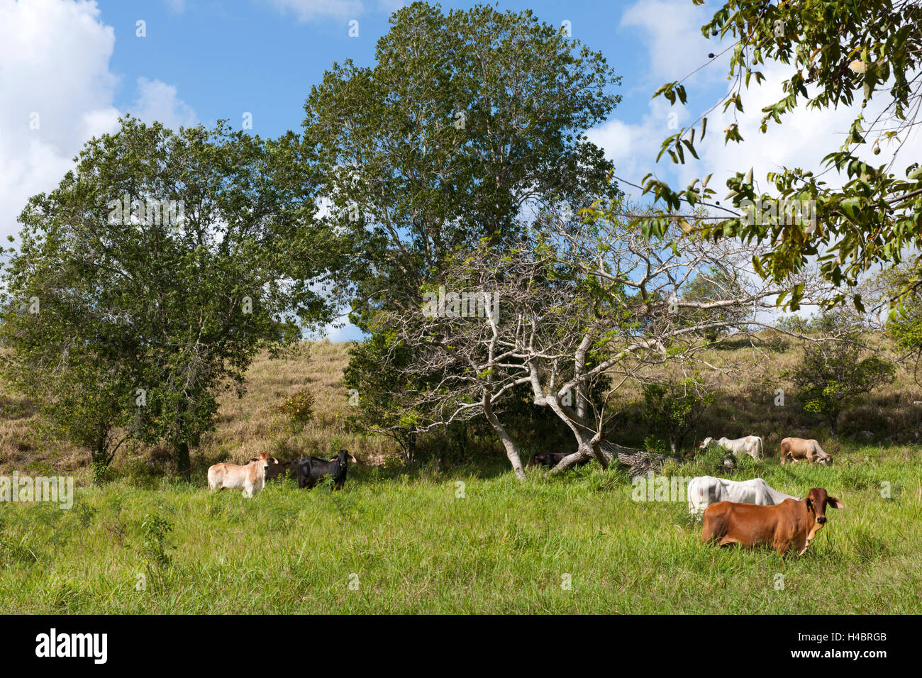 The Dominican Republic, the east, scenery with San Rafael de Yuma Stock ...