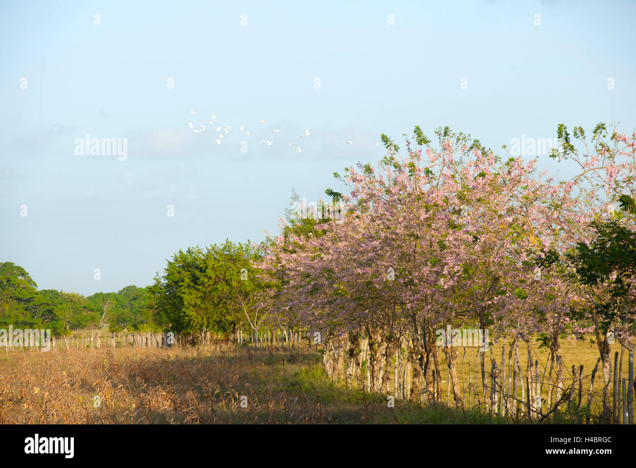 The Dominican Republic, the east, scenery with San Rafael de Yuma Stock ...