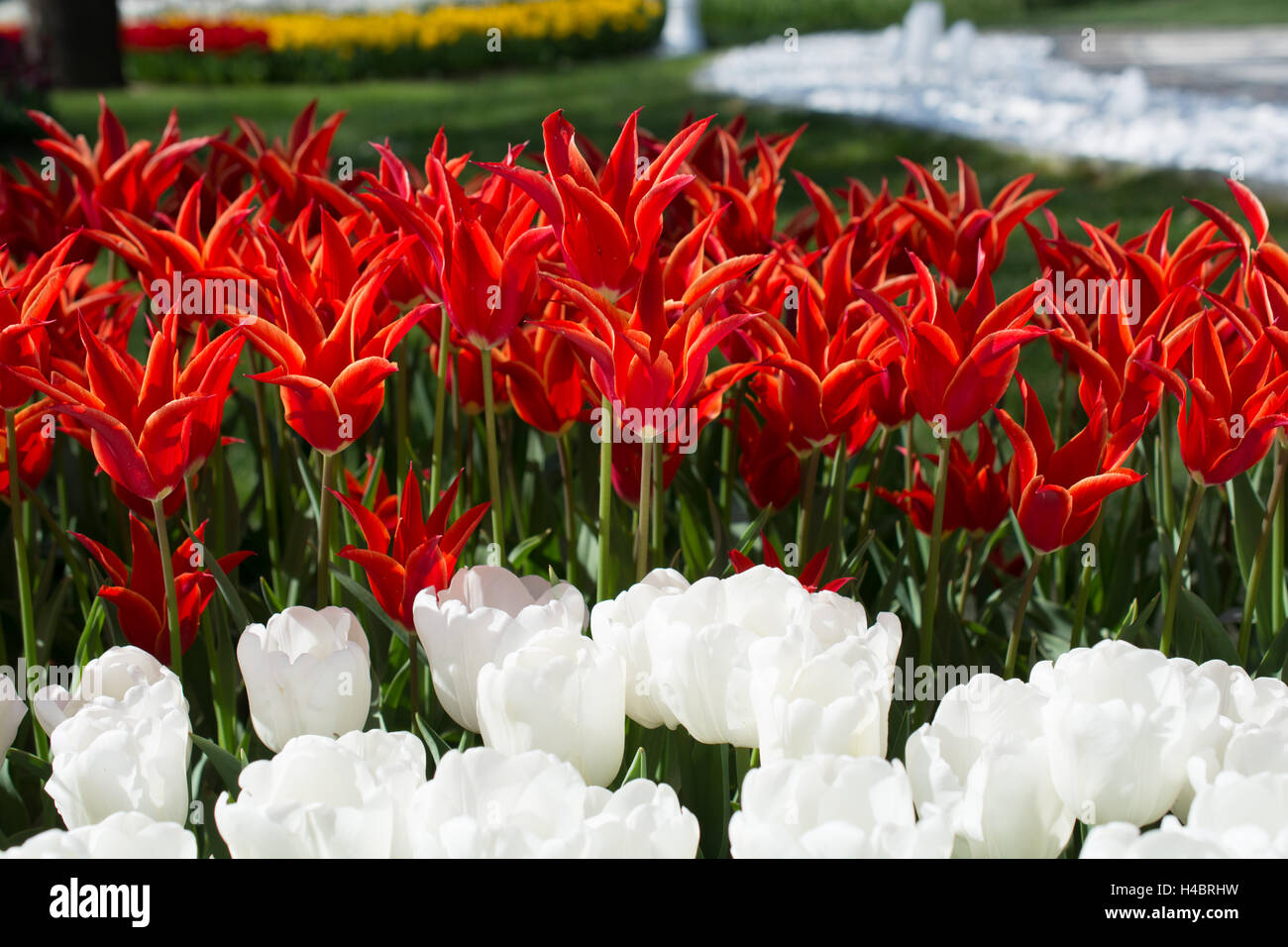 tulips of various colors in nature in spring time Stock Photo - Alamy