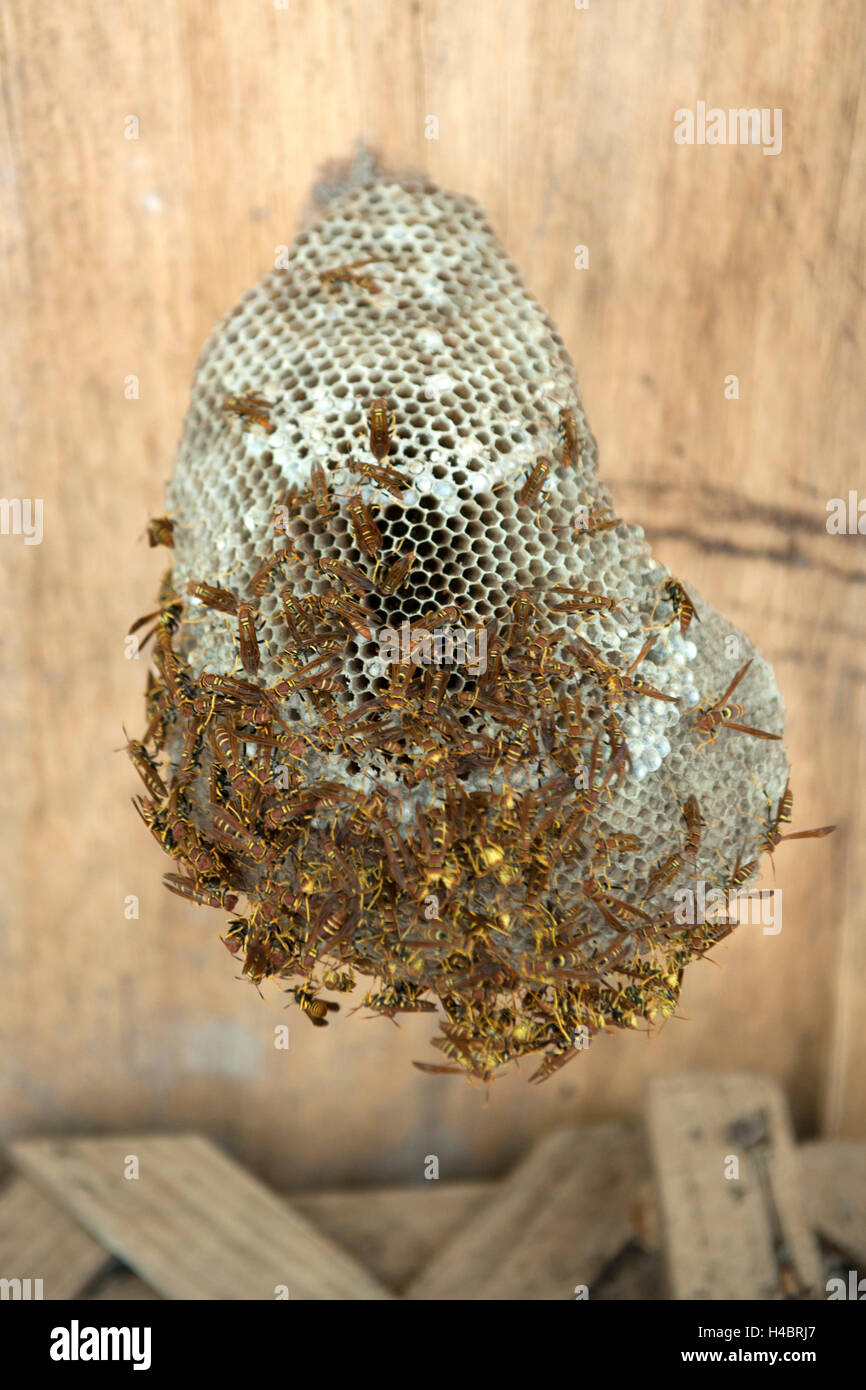 The Dominican Republic, the east, Bayahibe, Parque Nationwide del ...