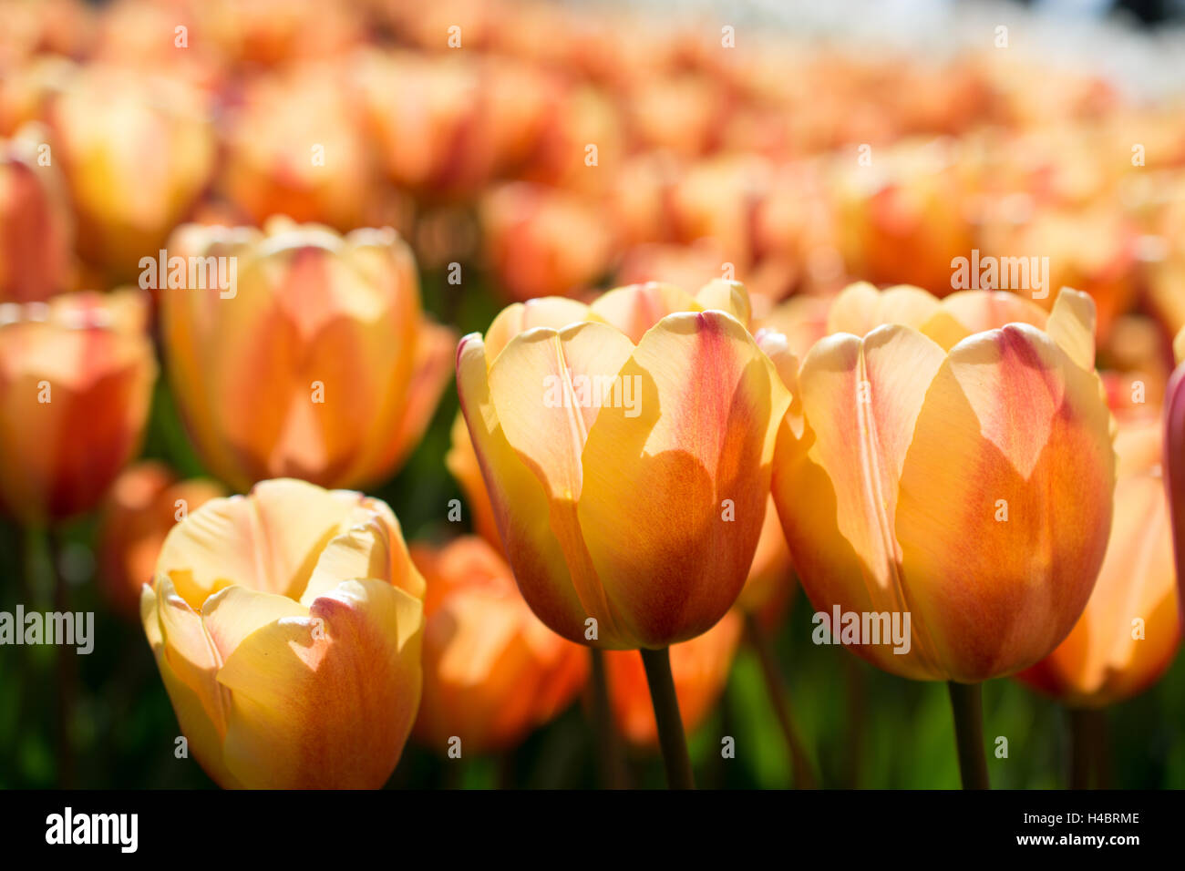 Fresh tulips of orange color in nature in spring time Stock Photo - Alamy