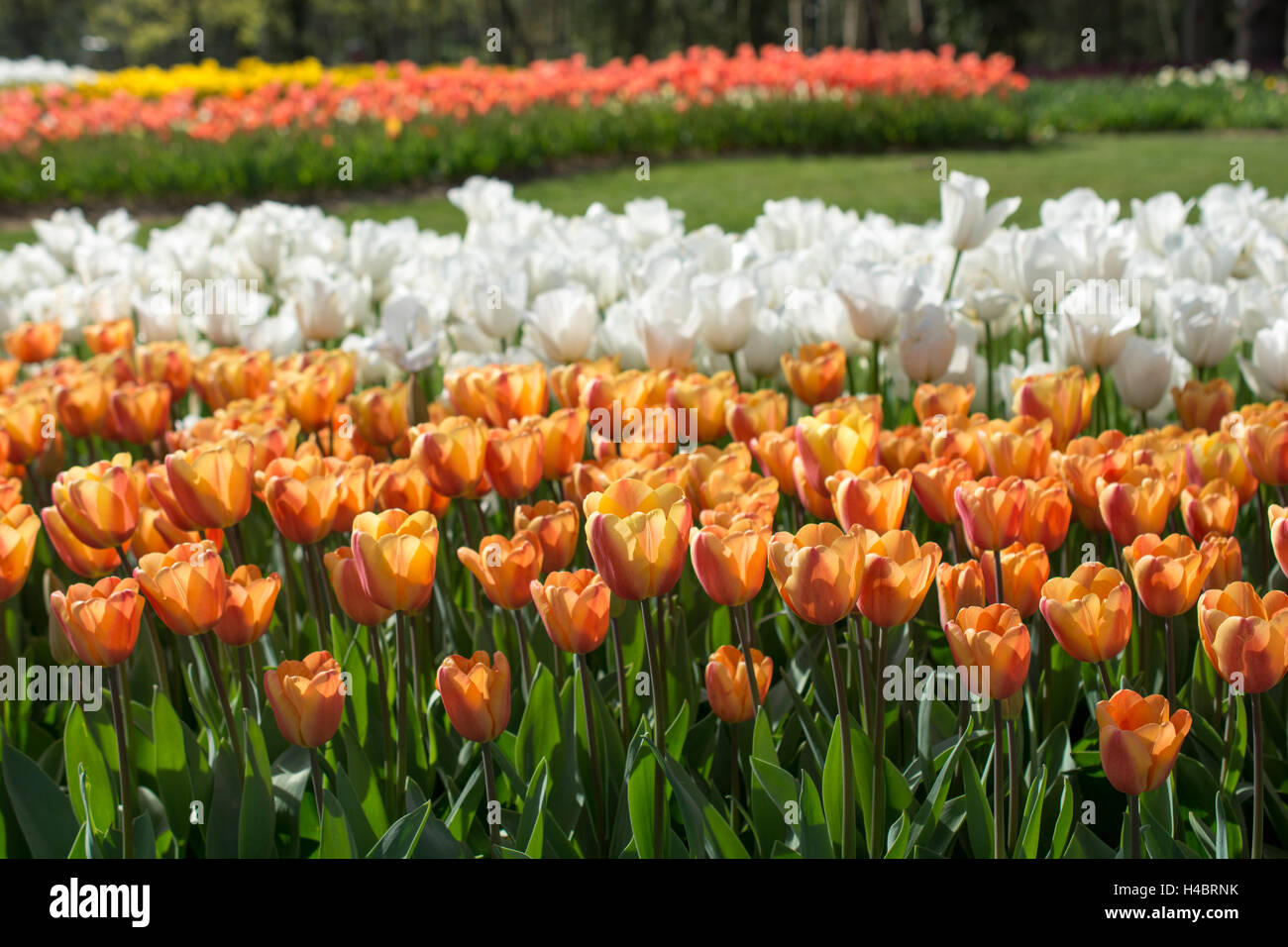 tulips of various colors in nature in spring time Stock Photo - Alamy