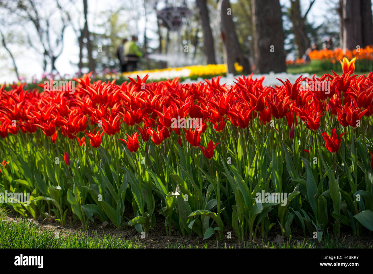 tulips of various colors in nature in spring time Stock Photo - Alamy