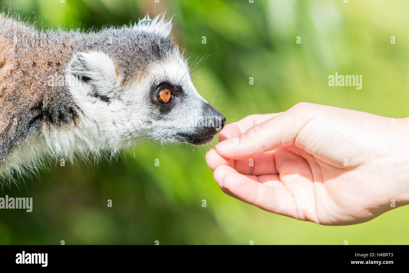 Lemur is eating special food from human hands - Selective focus Stock ...