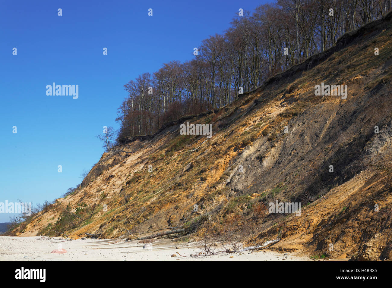 Beach and steep coast at the Baltic Sea in the Wolin National Park ...