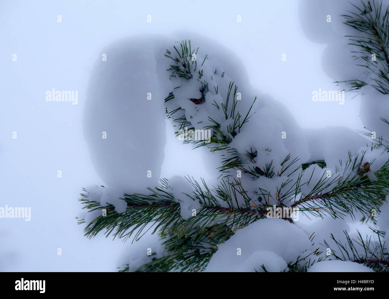 Conifer branch hi-res stock photography and images - Alamy