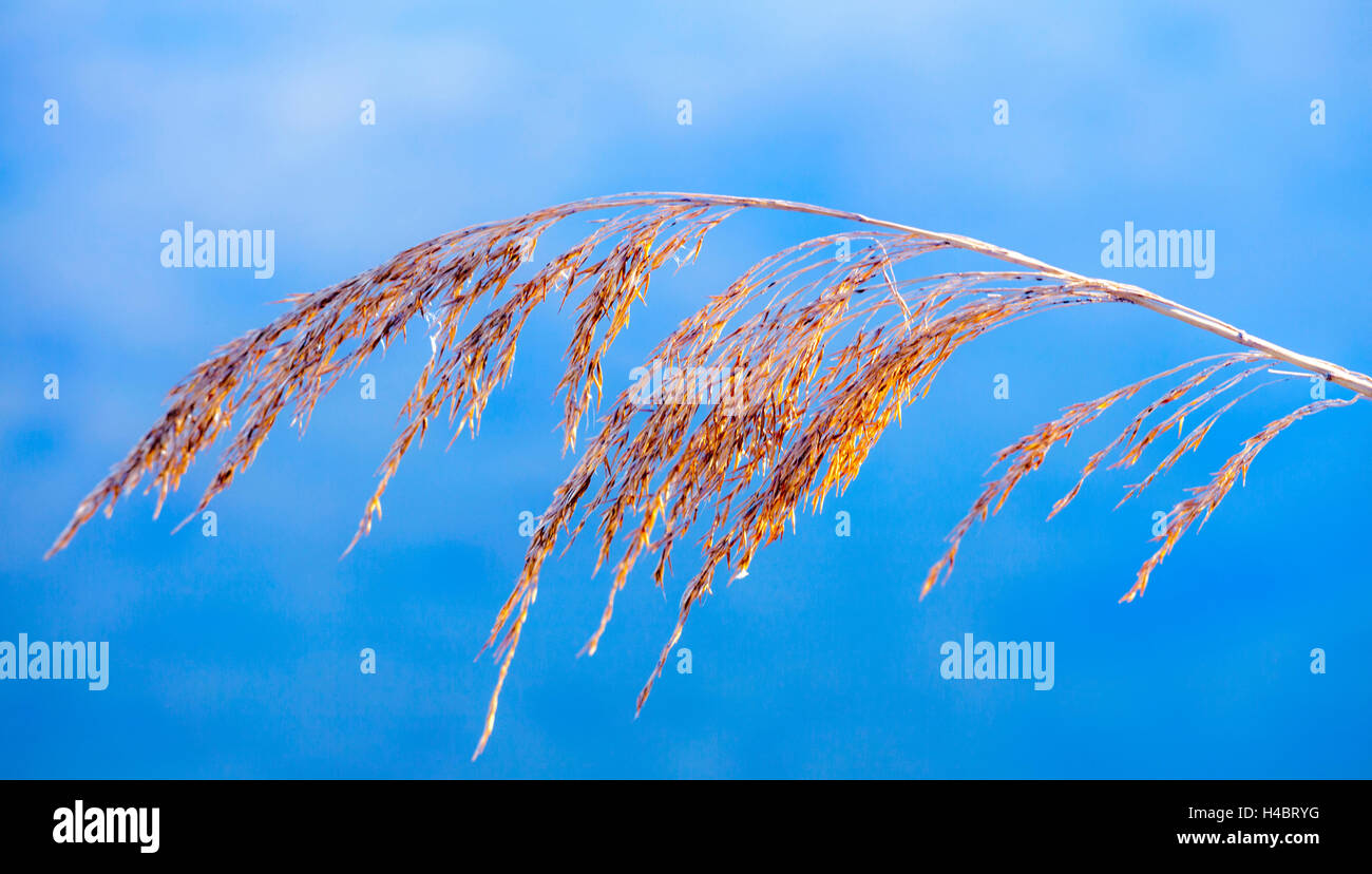Reed stalk in front of blue background Stock Photo - Alamy