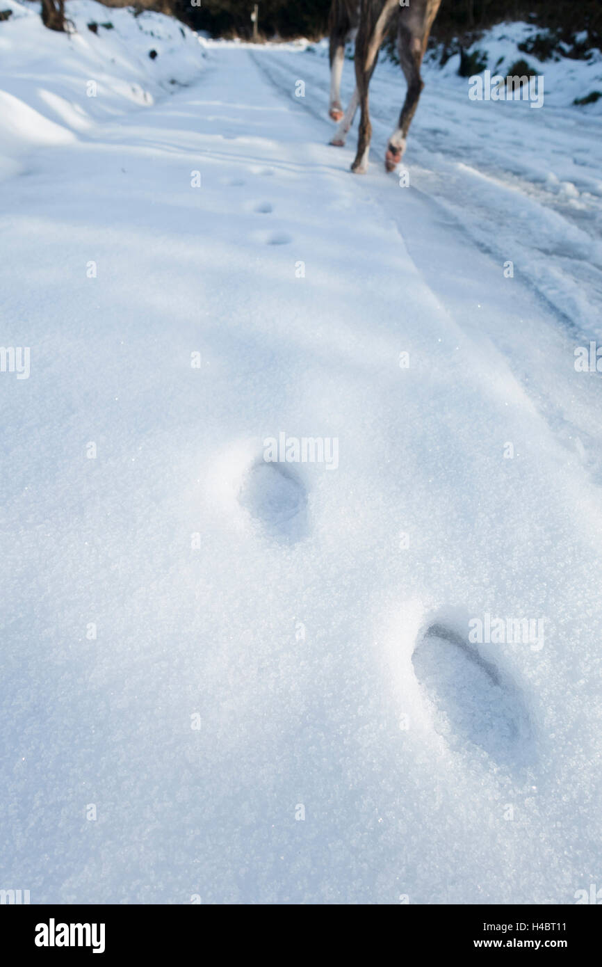 Can Dogs Track Scent In Snow