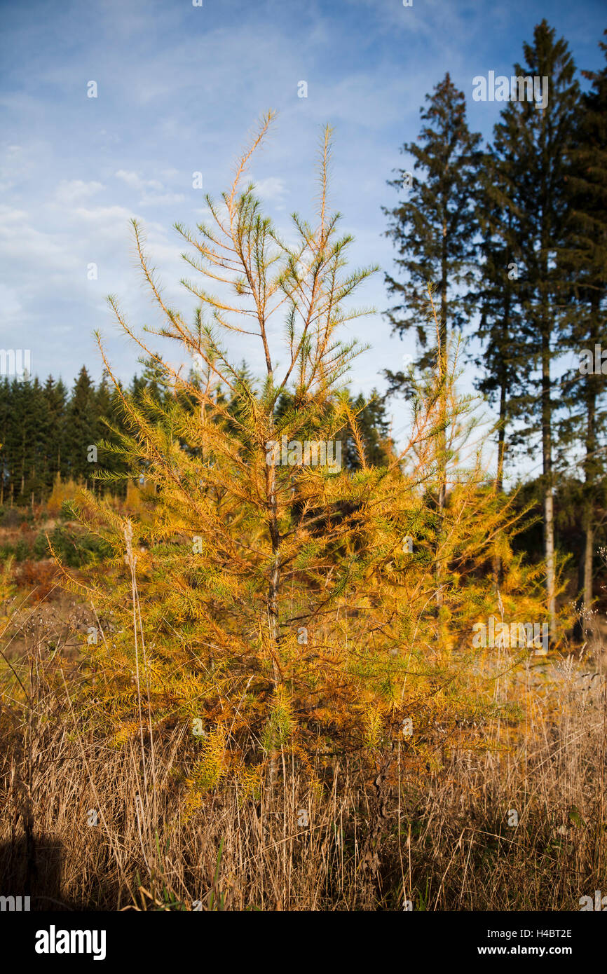 Golden Needles High Resolution Stock Photography and Images - Alamy