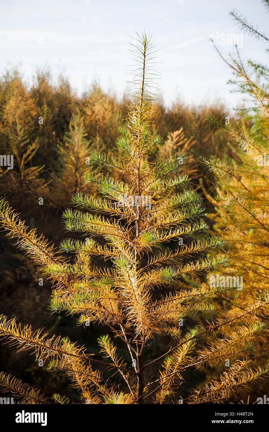 Golden larch detail hi-res stock photography and images - Alamy