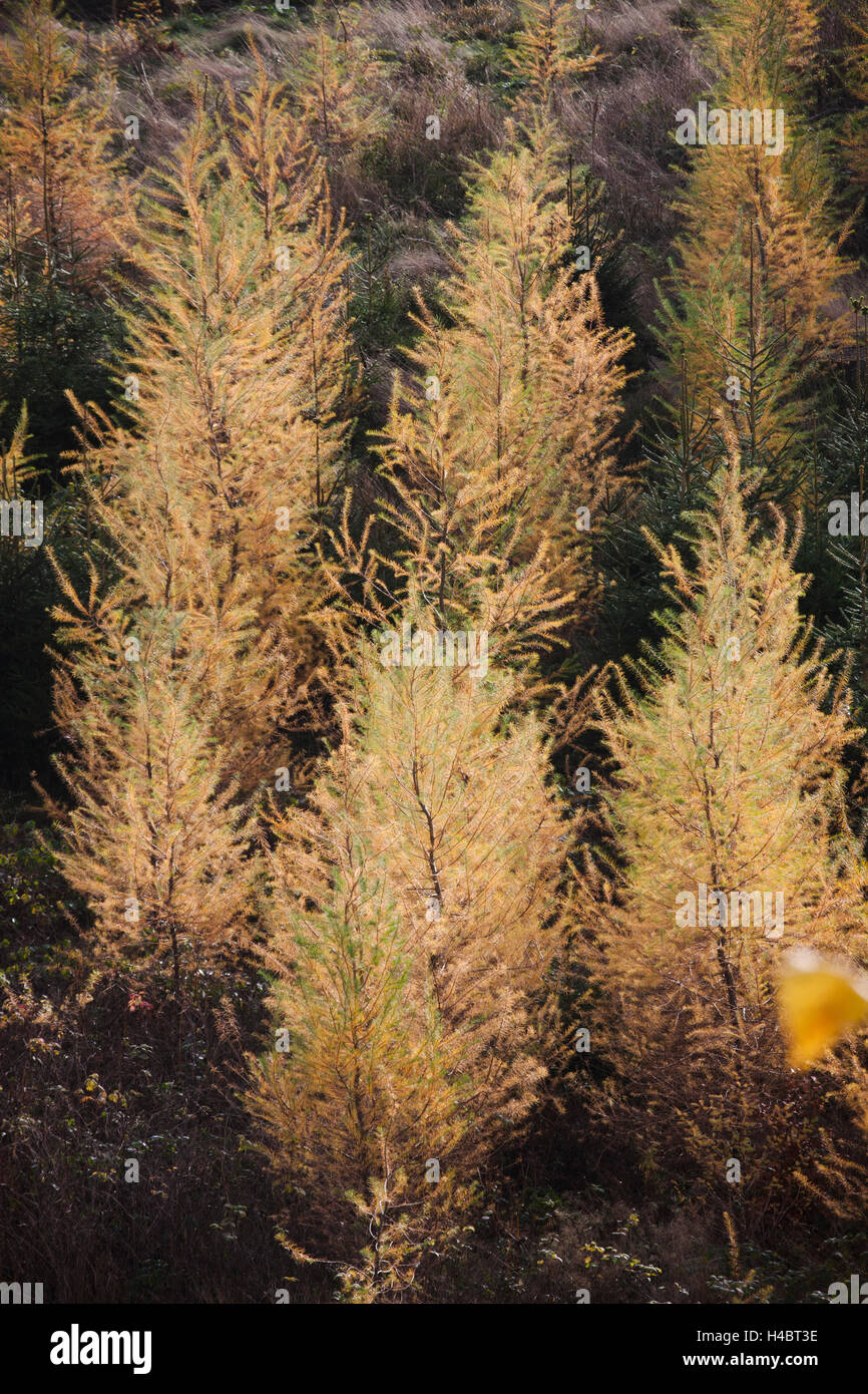 Golden needles hi-res stock photography and images - Alamy