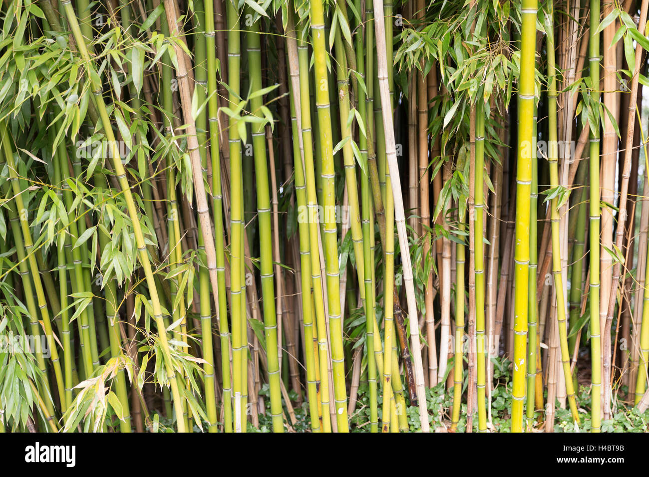 Bamboo bambusoideae hi-res stock photography and images - Alamy