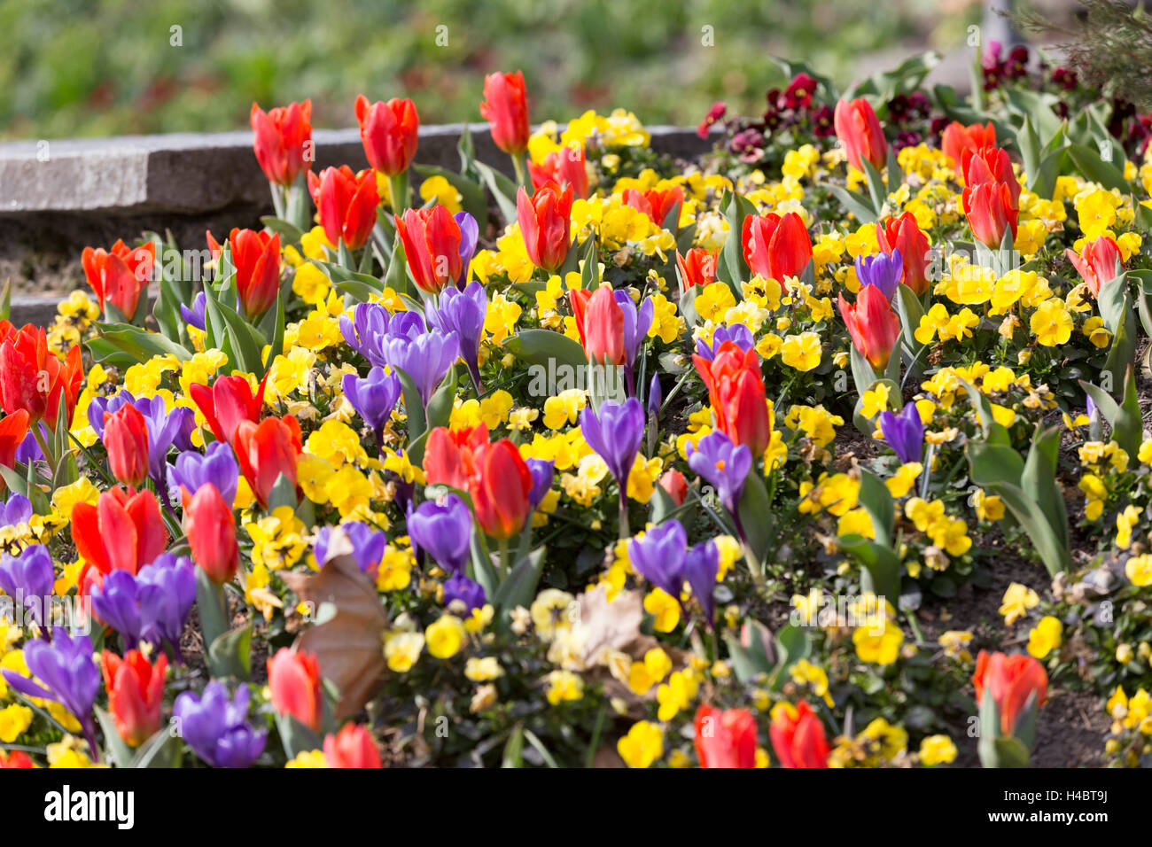Flowerbed of crocuses hi-res stock photography and images - Alamy