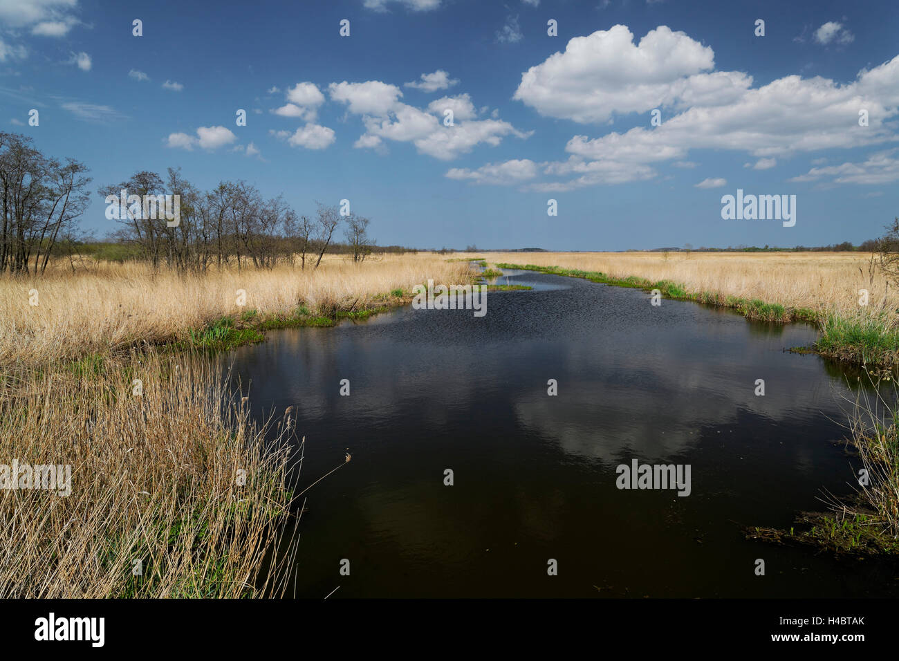 Landscape of the river plain at the tributaries of the Dziwna near ...
